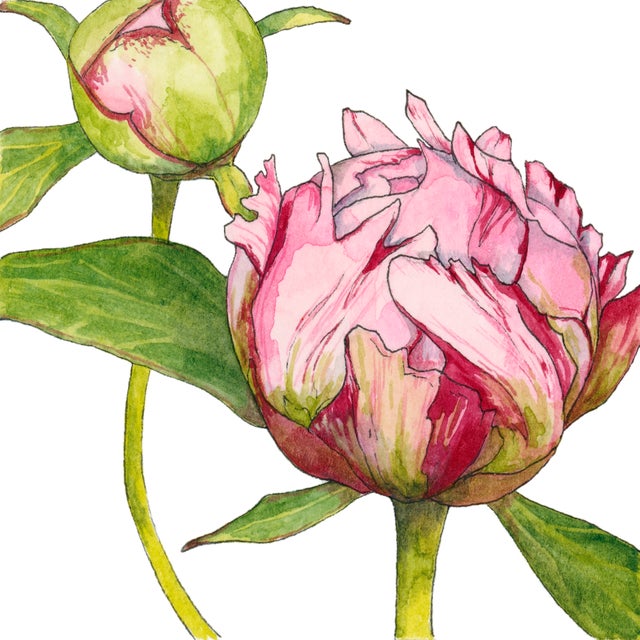 Botanical